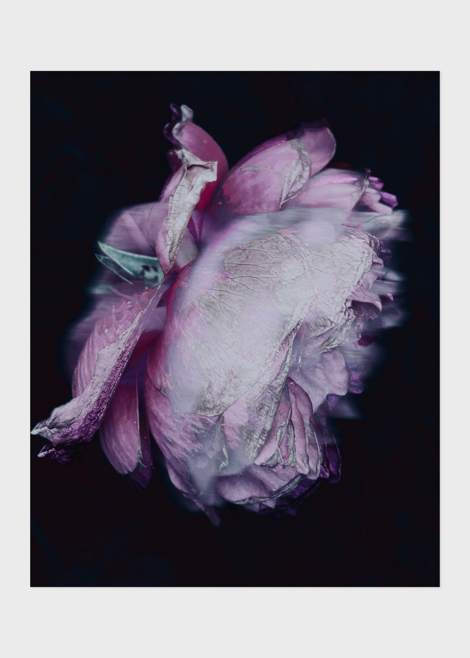 Dawn Rose by Emma Levine