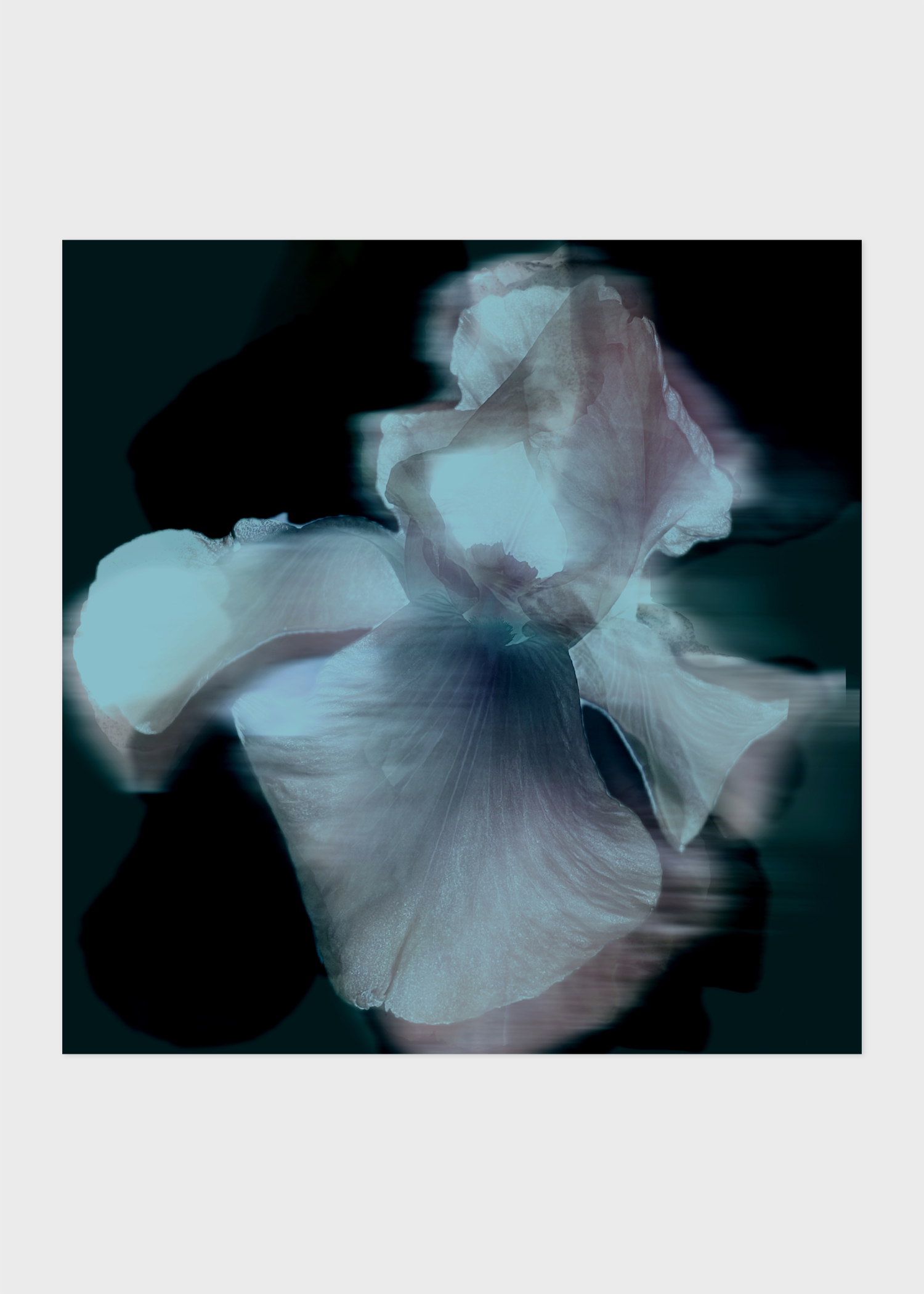 Night Iris by Emma Levine